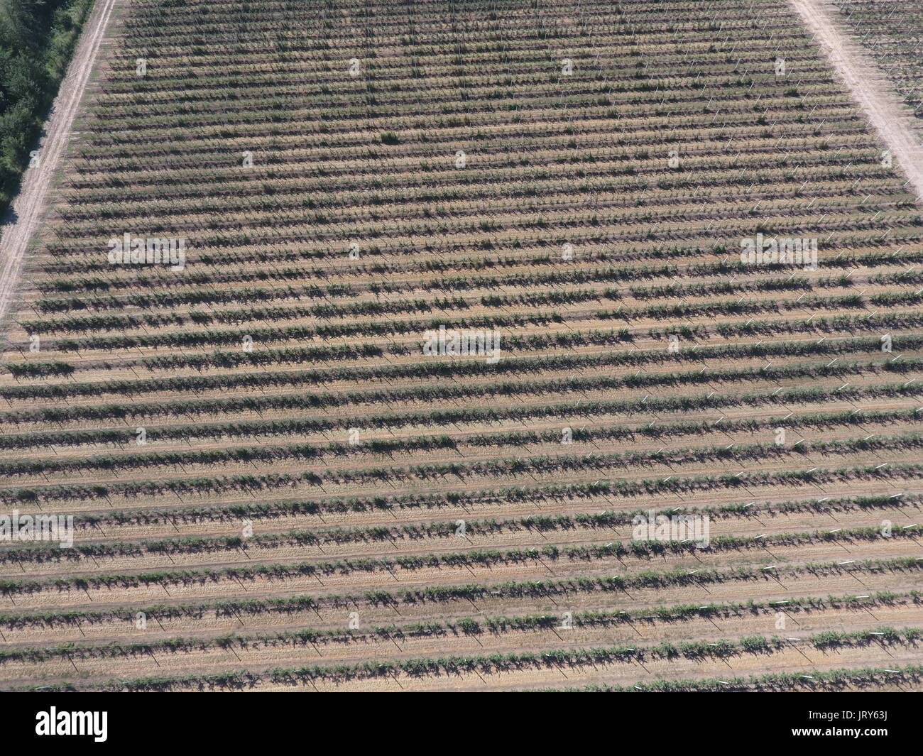Top view of the garden of dwarf apple trees Stock Photo - Alamy