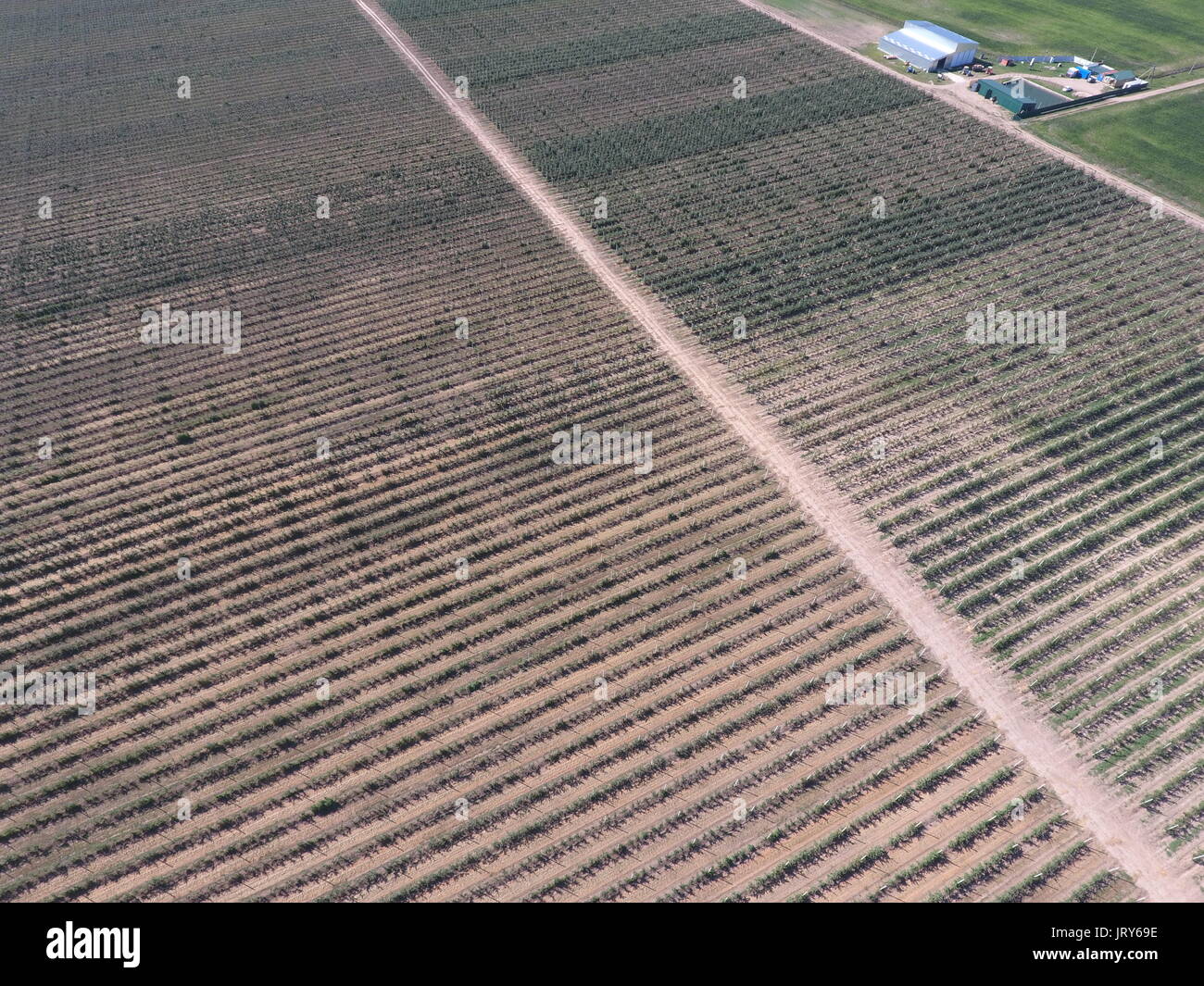 Top view of the garden of dwarf apple trees Stock Photo - Alamy