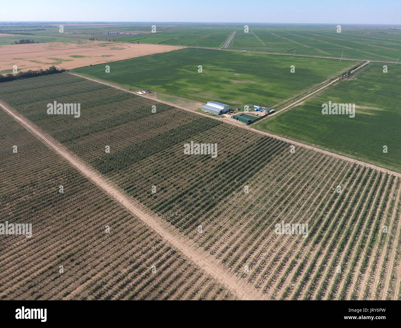 Top view of the garden of dwarf apple trees Stock Photo - Alamy