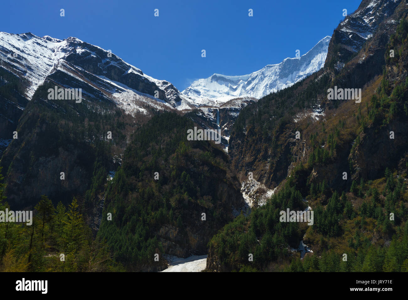 Alpine forests himalayas hi-res stock photography and images - Alamy