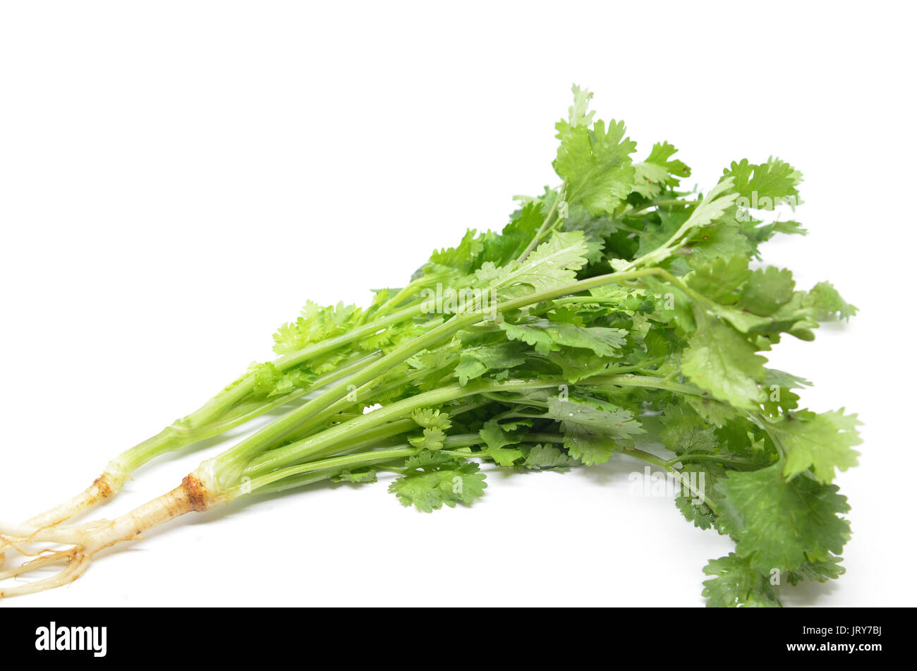 Fresh coriander bunch isolated on white background Stock Photo - Alamy