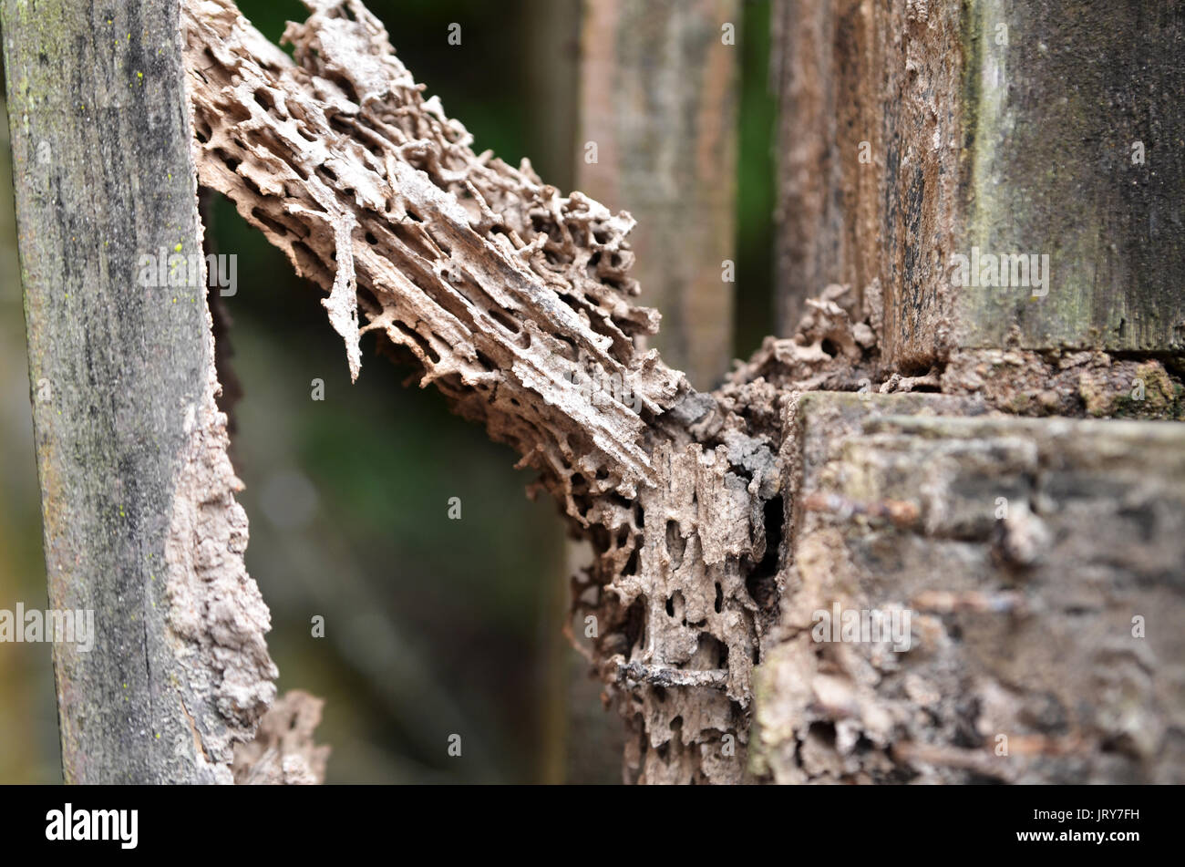 Termite in wood pattern hi-res stock photography and images - Alamy