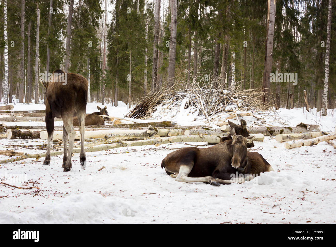 Unique elk`s farm in Sumarokovo village, Kostroma, Russia Stock Photo ...