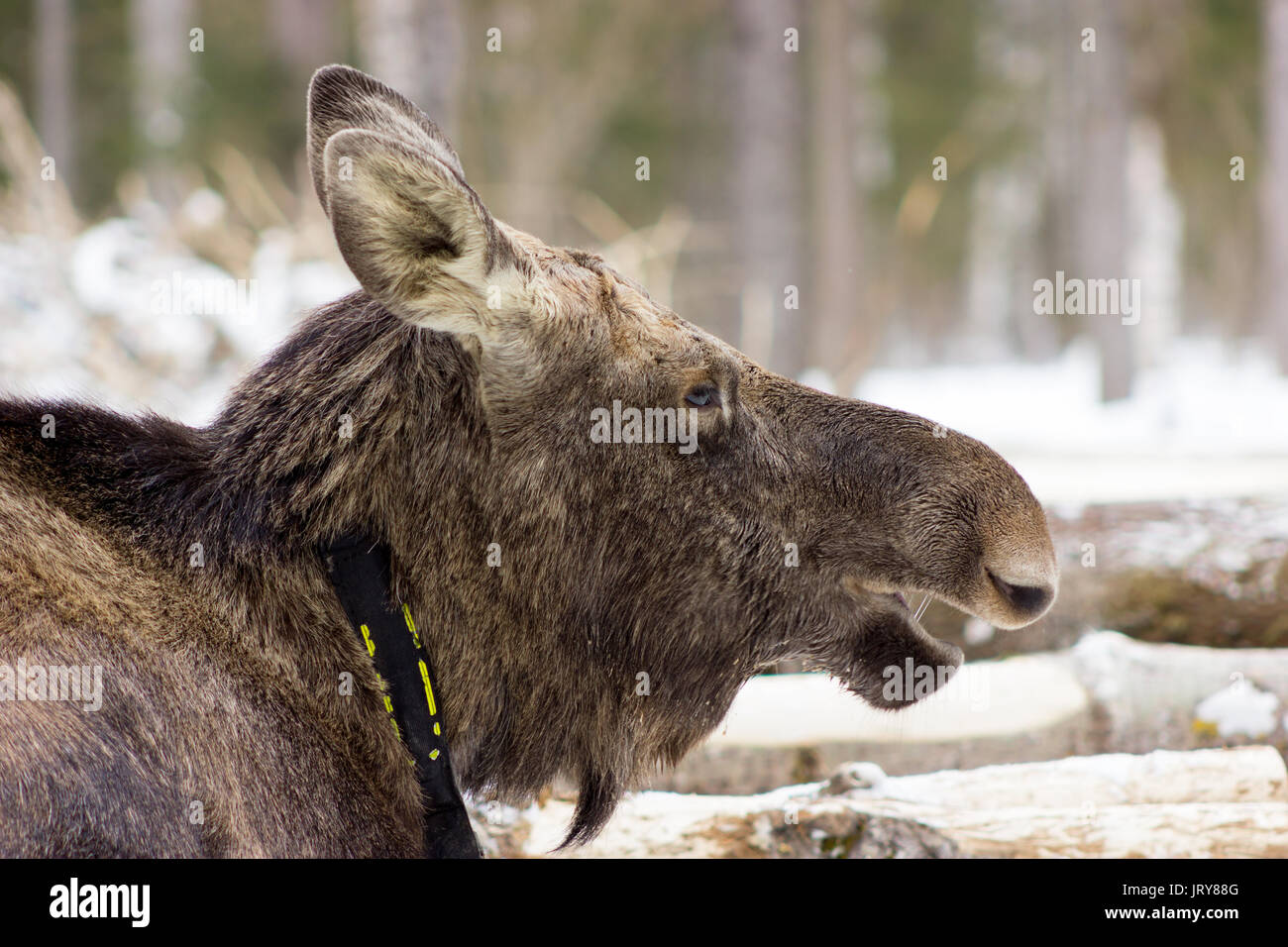 Unique elk`s farm in Sumarokovo village, Kostroma, Russia Stock Photo ...