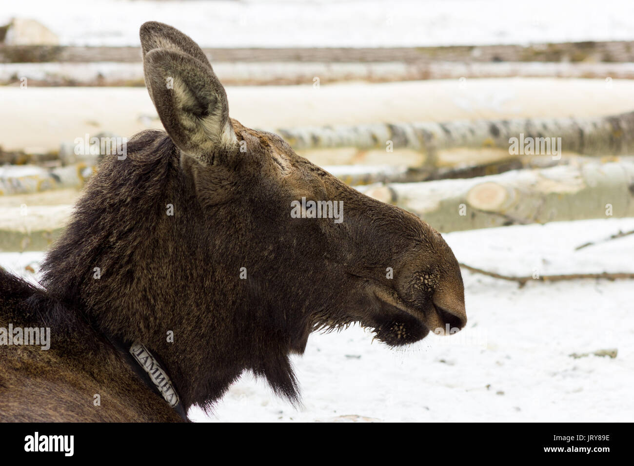 Unique elk`s farm in Sumarokovo village, Kostroma, Russia Stock Photo ...