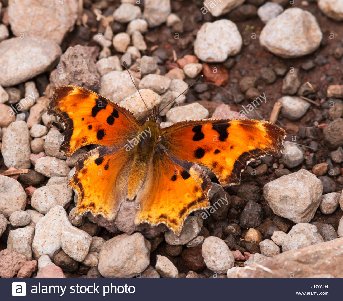 Anglewing High Resolution Stock Photography and Images - Alamy