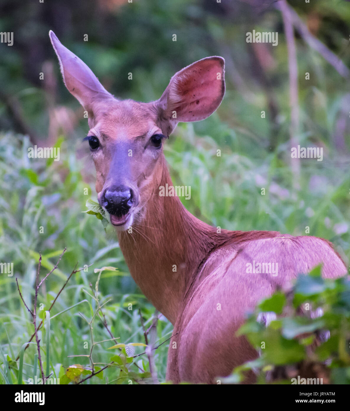 Doe Looking Back Stock Photo - Alamy
