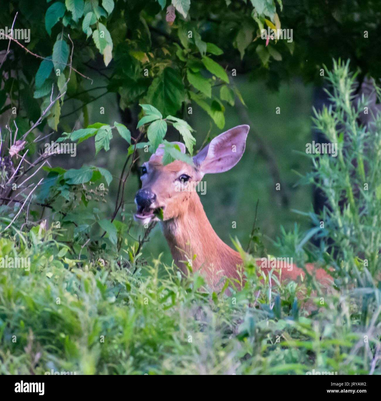 Doe Looking Back Stock Photo - Alamy