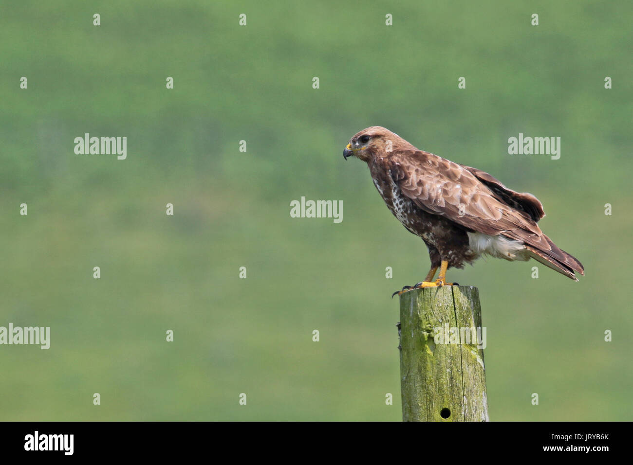 Buzzard sitting on top hi-res stock photography and images - Alamy