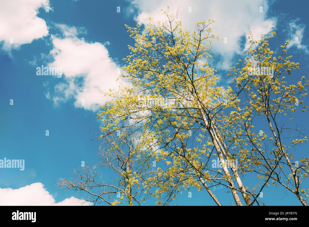 Spring Canopy Of Tall Young Trees. Sunny Day. Upper Branches Of Tree ...