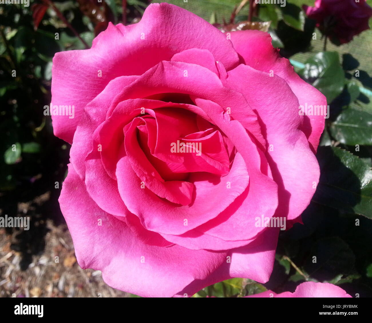 Very Pink Hot Princess Rose Stock Photo - Alamy