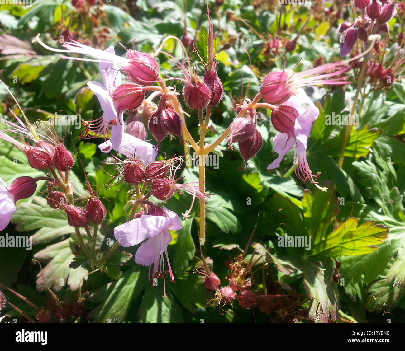 Small Pink Flowers Stock Photo - Alamy