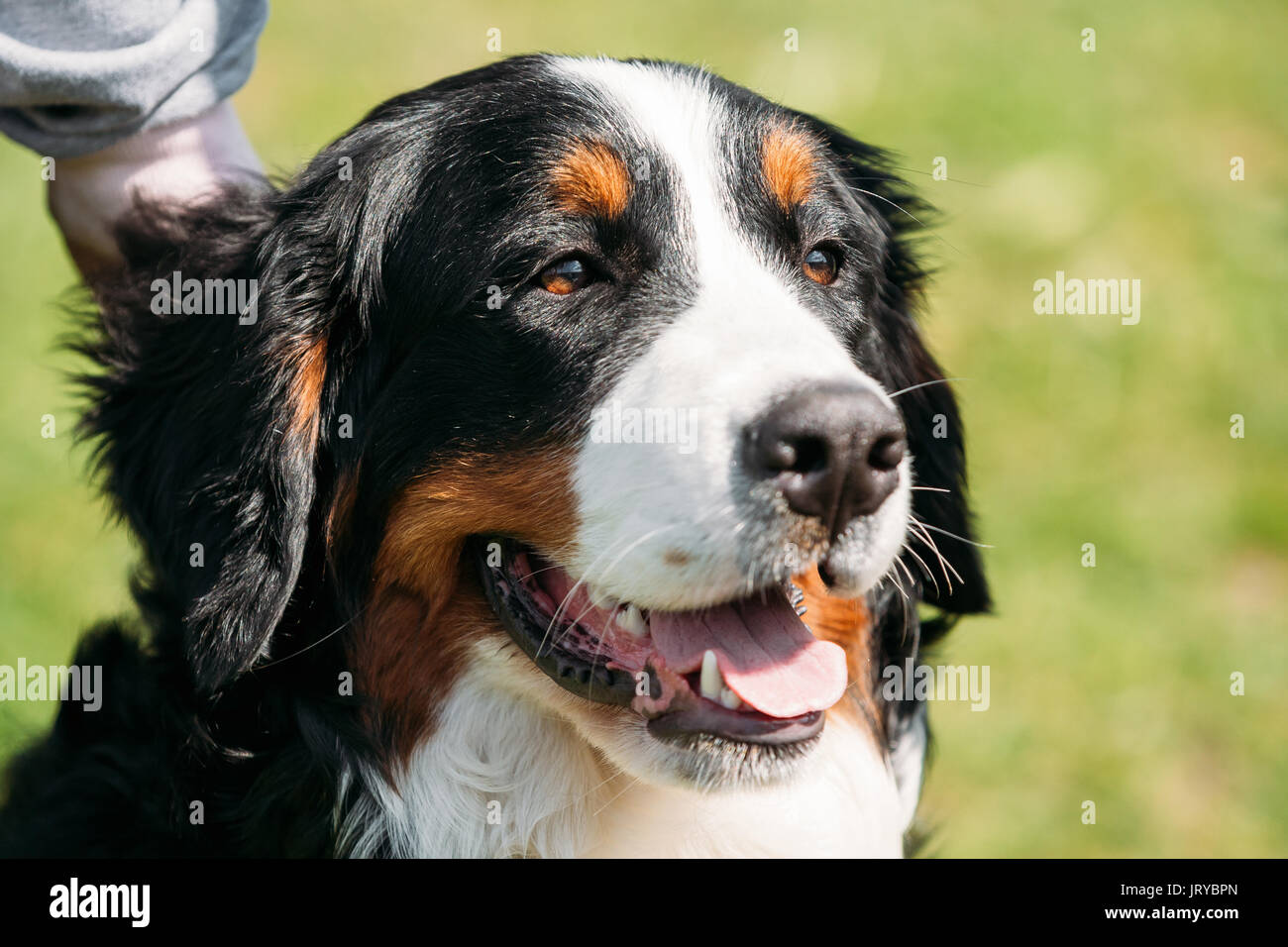 Farm Dog Bernese Mountain Dog Berner Sennenhund Close Up. Portrait Of ...
