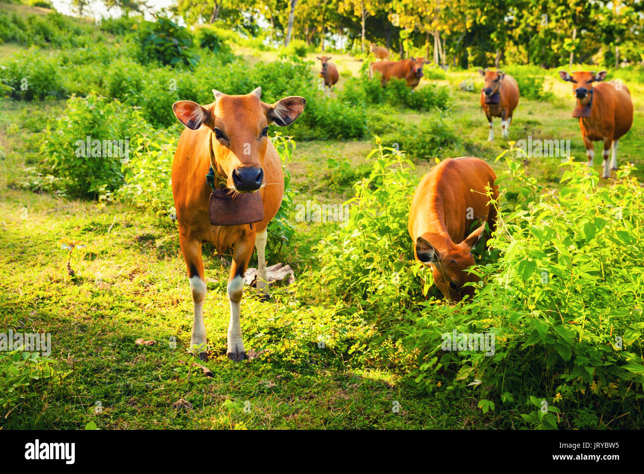cow at summer green field on nature background Stock Photo - Alamy