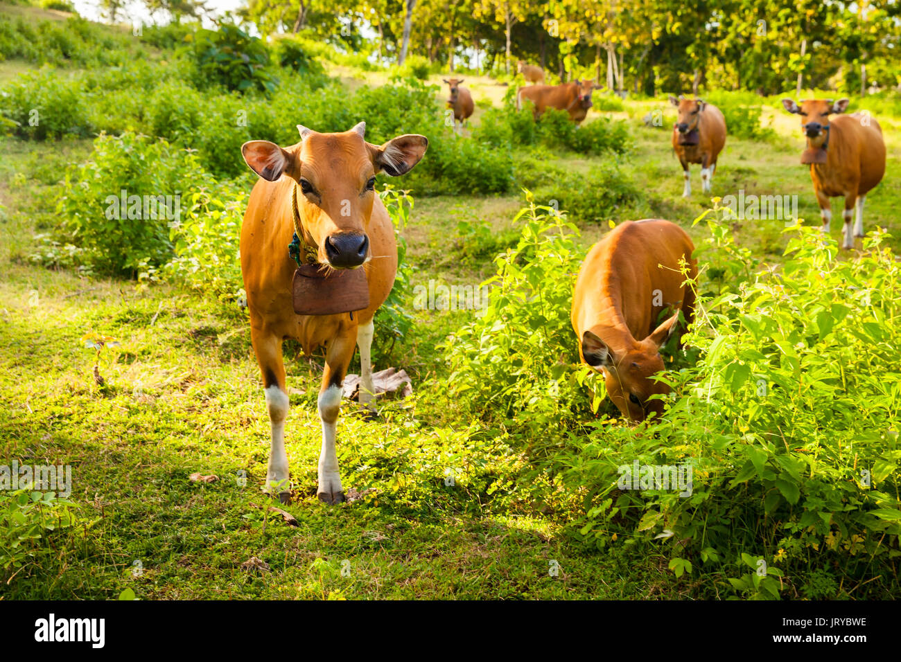 cow at summer green field on nature background Stock Photo - Alamy