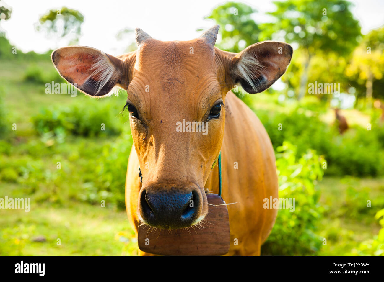 cow at summer green field on nature background Stock Photo - Alamy