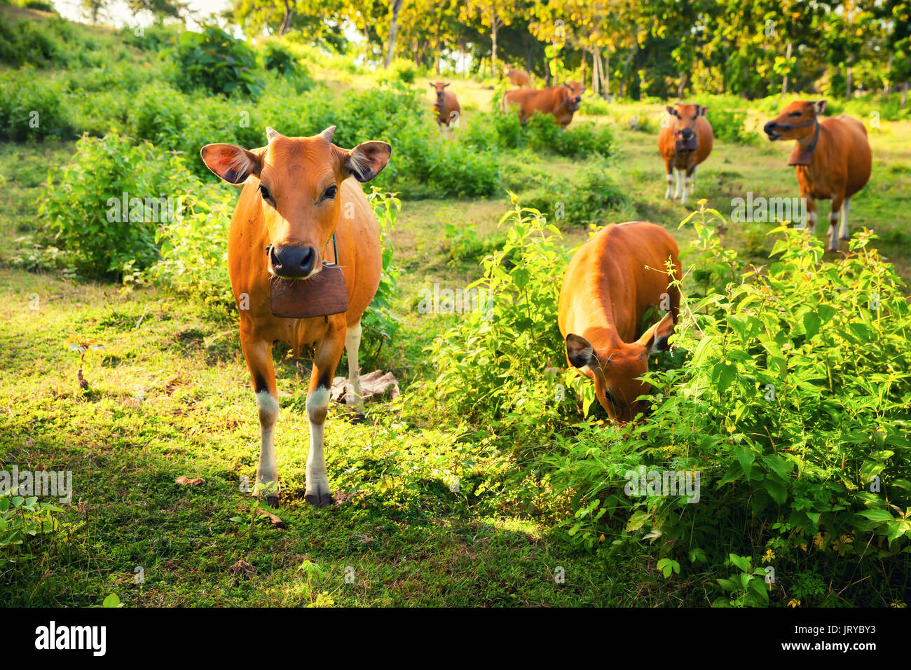 cow at summer green field on nature background Stock Photo - Alamy