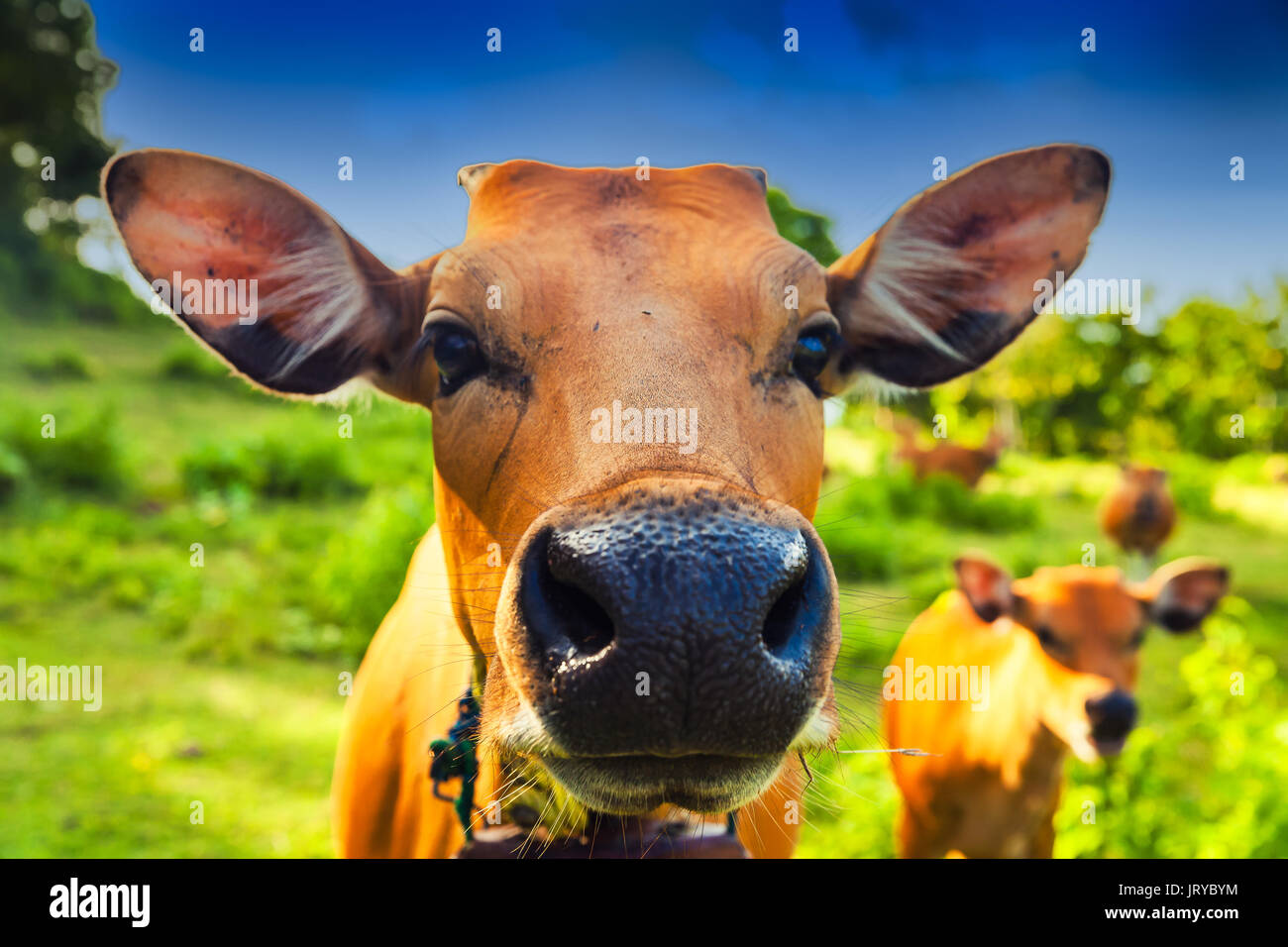 cow at summer green field on nature background Stock Photo - Alamy