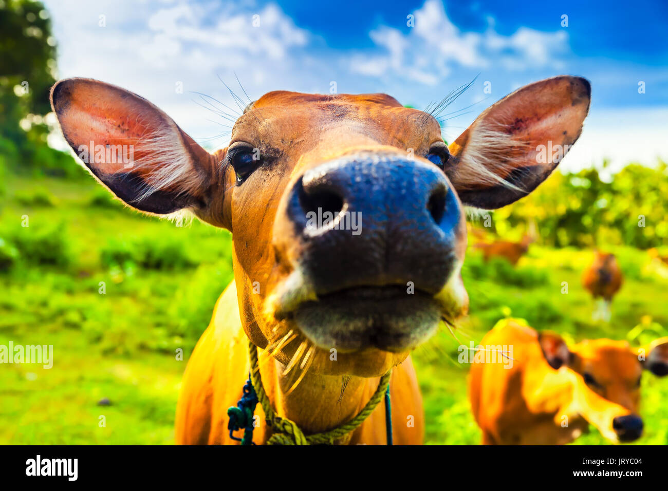 cow at summer green field on nature background Stock Photo - Alamy