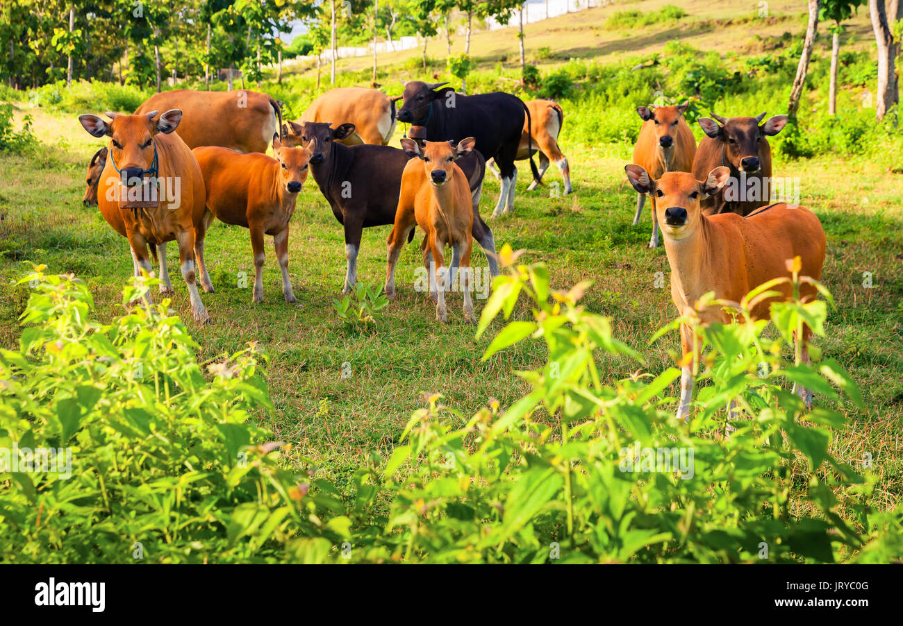 cow at summer green field on nature background Stock Photo - Alamy