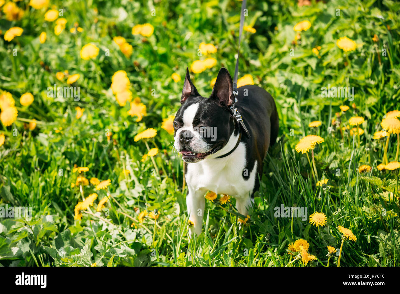 Funny Young Boston Bull Terrier Dog Play Outdoor In Green Spring Meadow ...