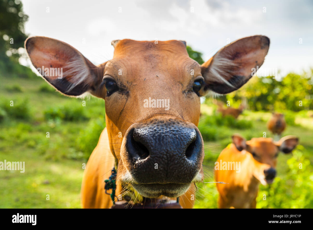 cow at summer green field on nature background Stock Photo - Alamy