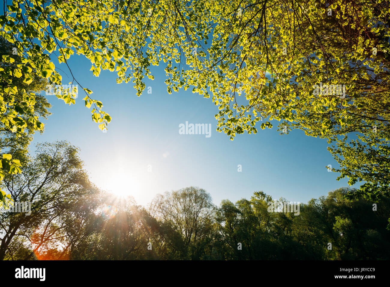 Sun Shining Under Spring Canopy Of Tree. Deciduous Forest, Summer ...