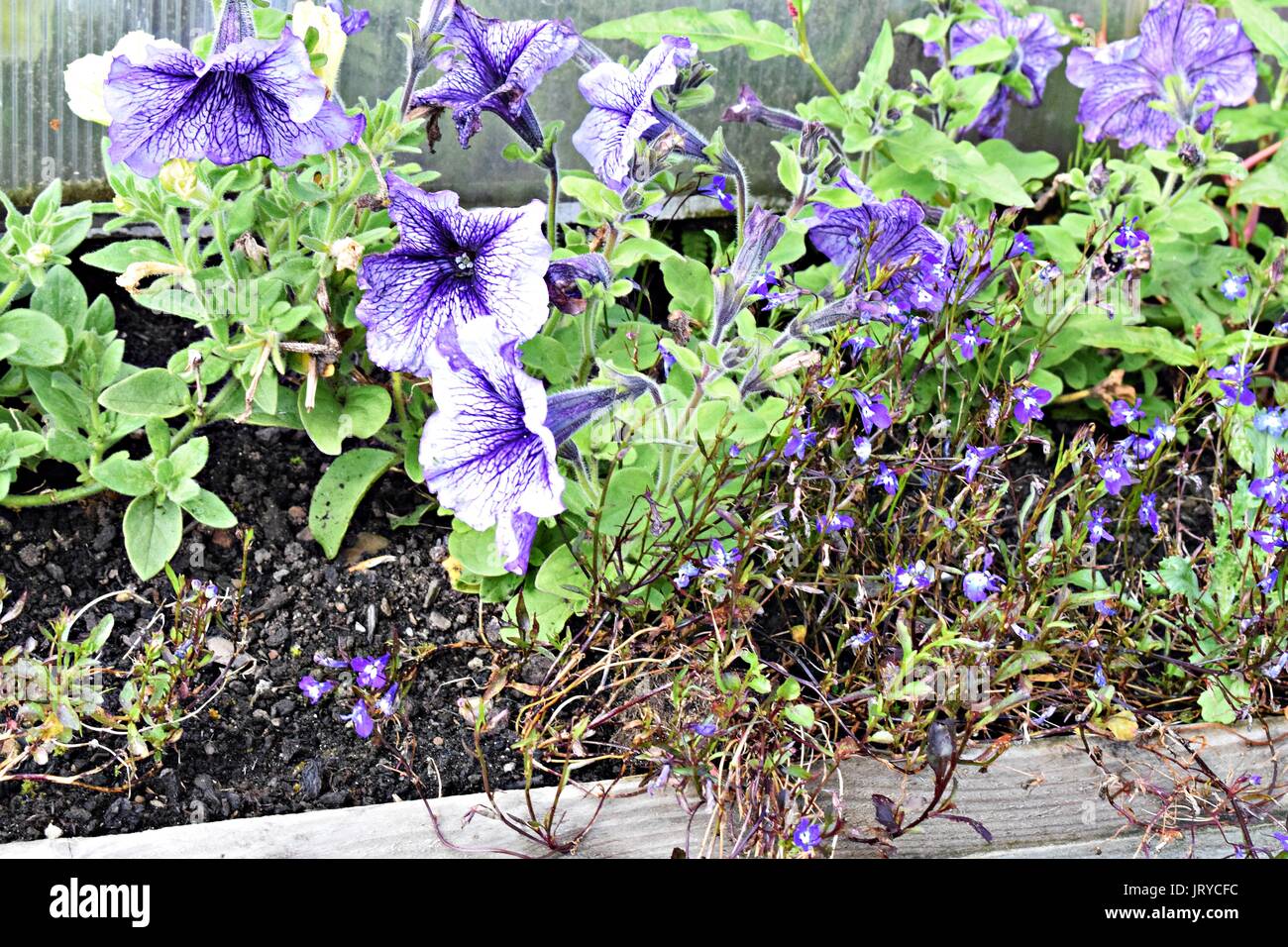 light blue flower Stock Photo - Alamy