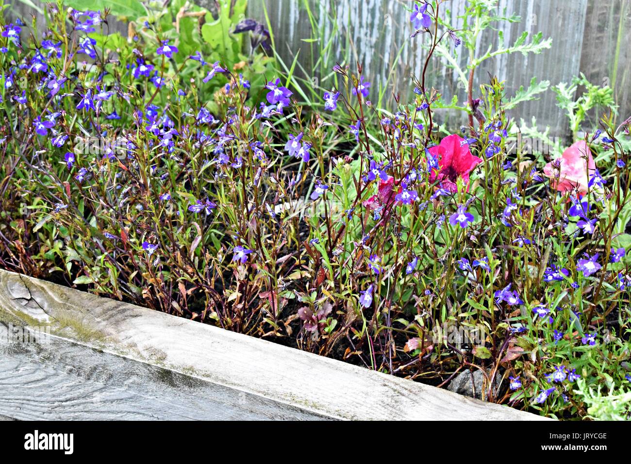 light blue flower Stock Photo - Alamy