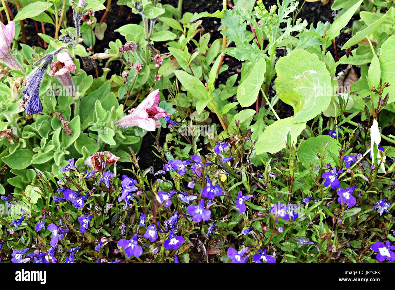 light blue flower Stock Photo - Alamy
