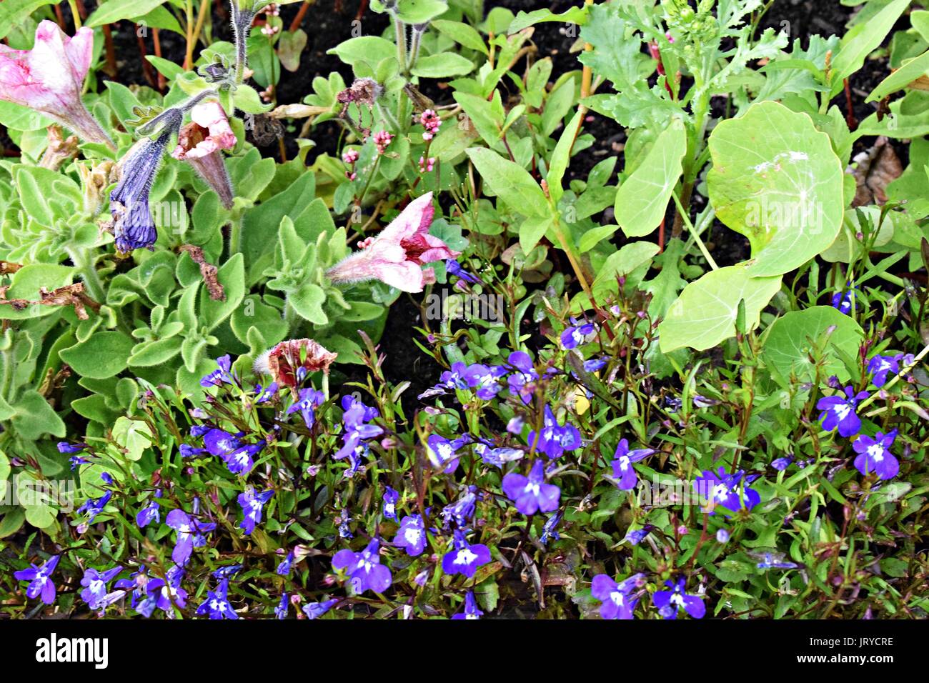 light blue flower Stock Photo - Alamy
