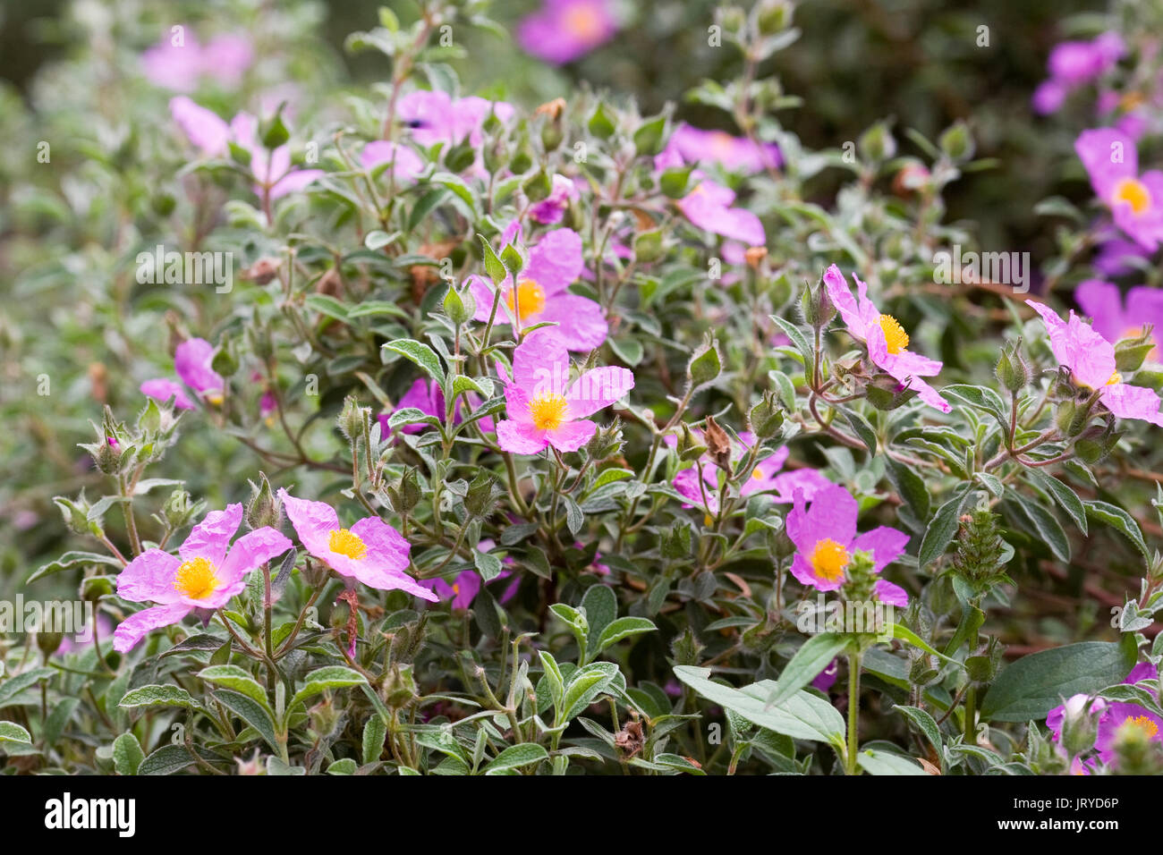 Mediterranean evergreen evergreen shrub hi-res stock photography and ...