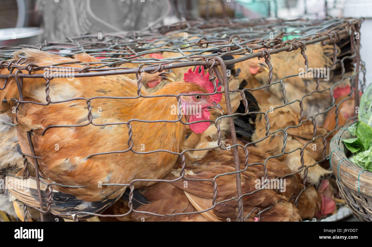 chicken in the crowded cage Stock Photo - Alamy
