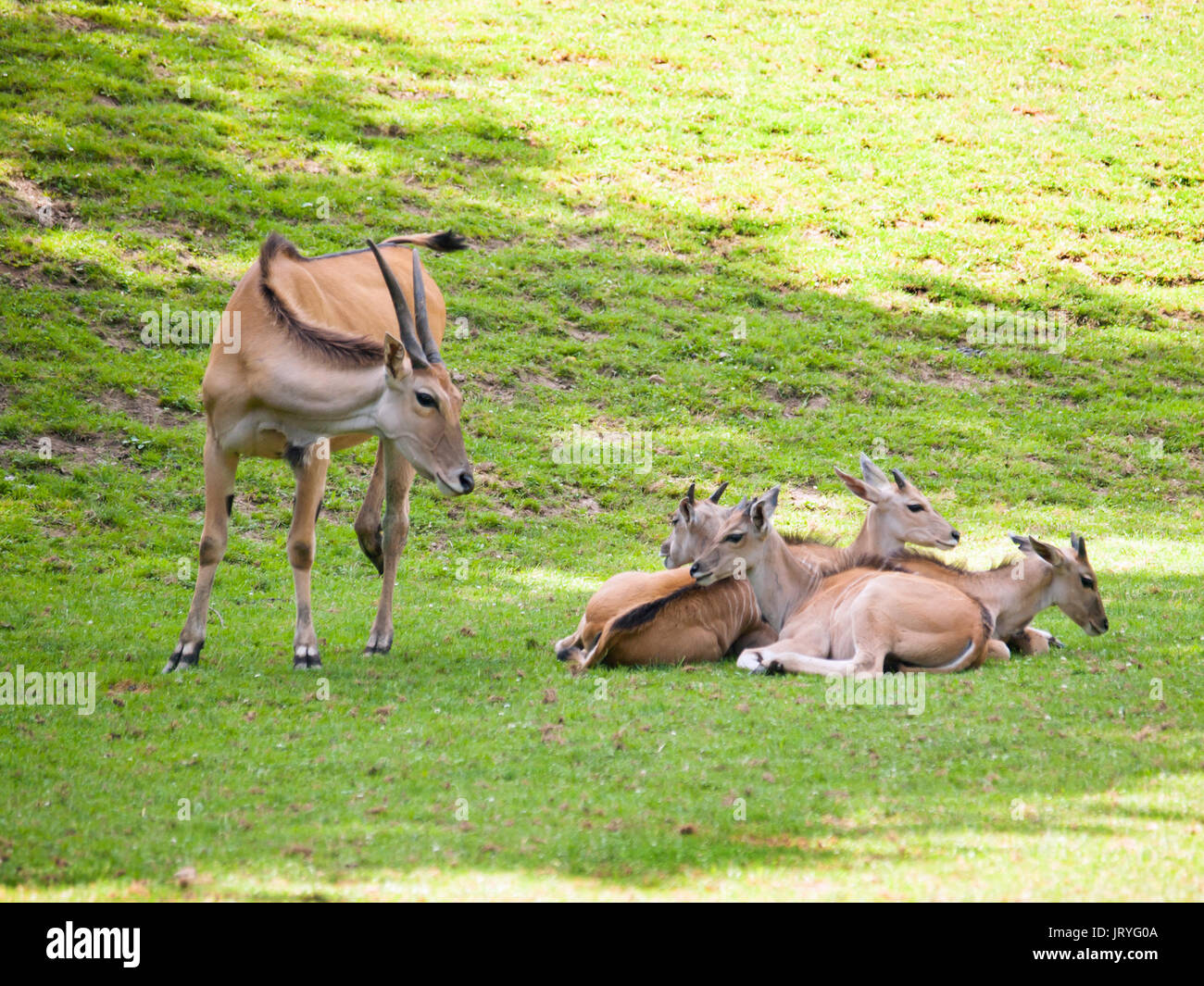 Common eland - Second larges antelope in the world - Taurotragus oryx ...