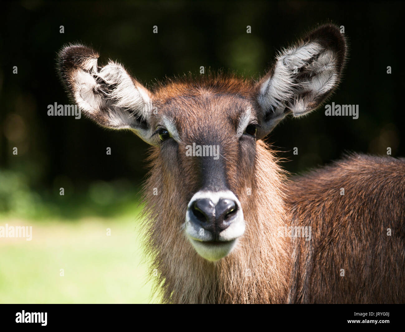 Portrait of Defassa waterbuck antelope - Kobus ellipsiprymnus defassa ...