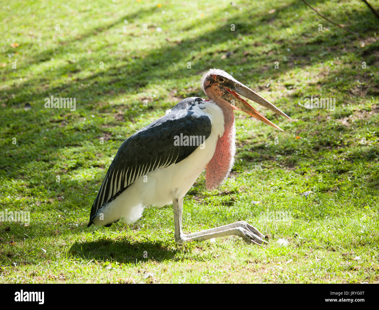 Marabou stork with open beak - Leptoptilos crumeniferus - sitting on ...