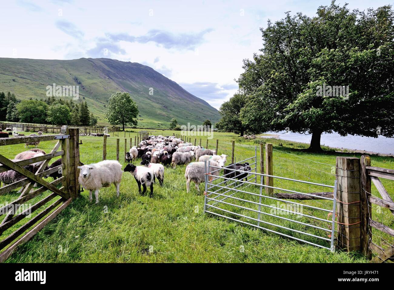 Sheep uk head flock hi-res stock photography and images - Alamy