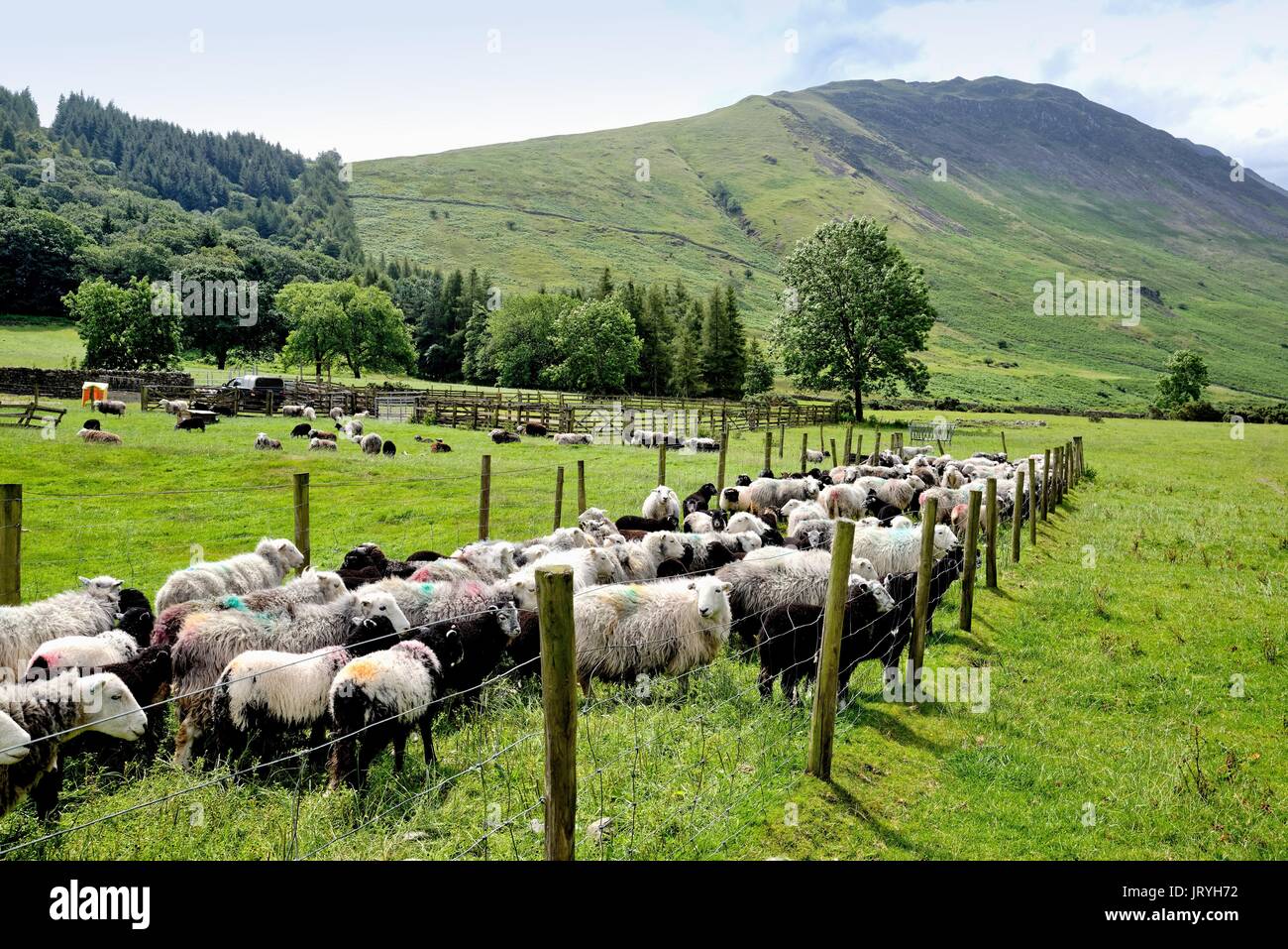 Flock of Herdwick sheep at Wasdale Head Lake District Cumbria UK Stock ...