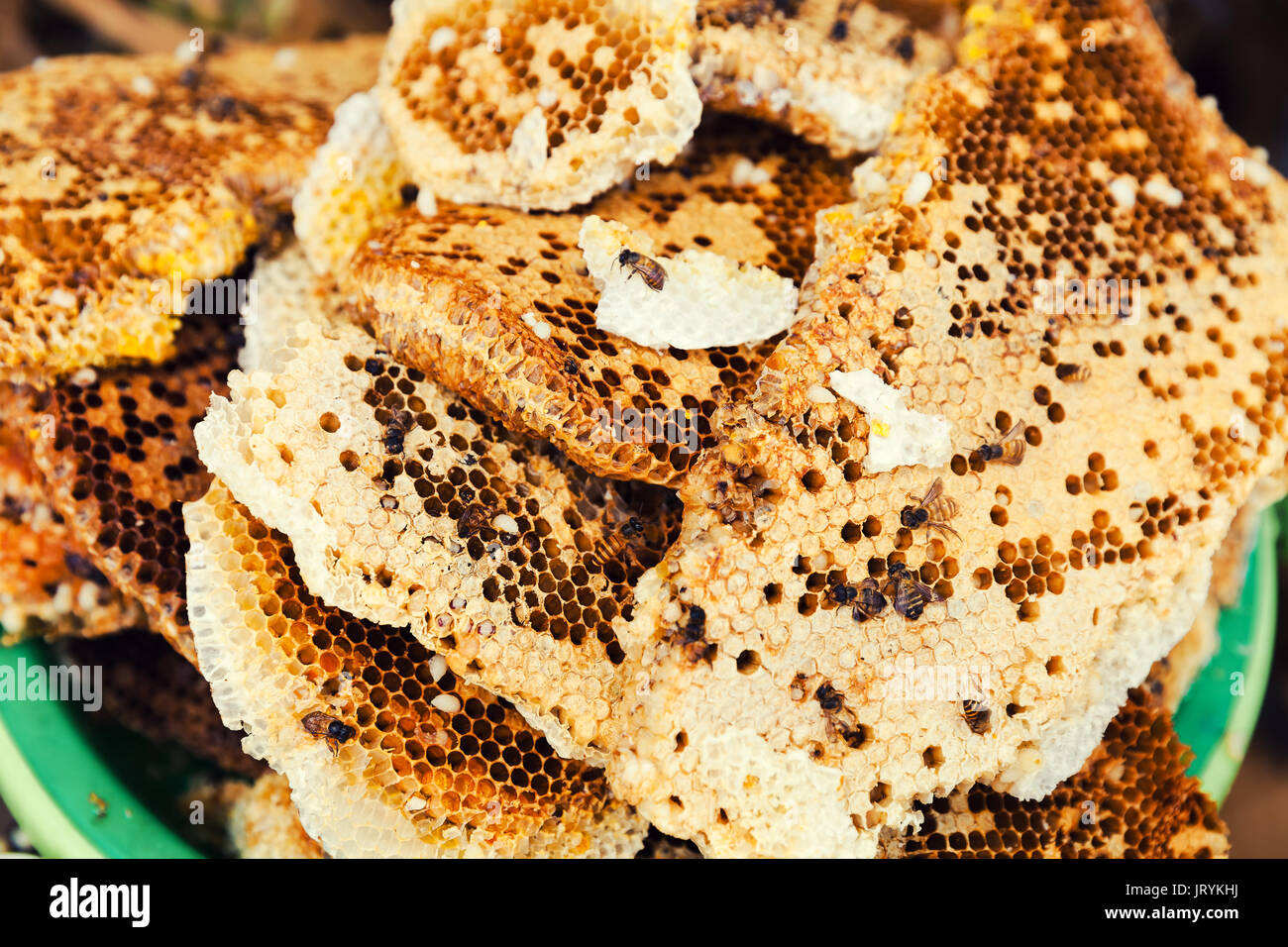 Asian honey bee hi-res stock photography and images - Alamy