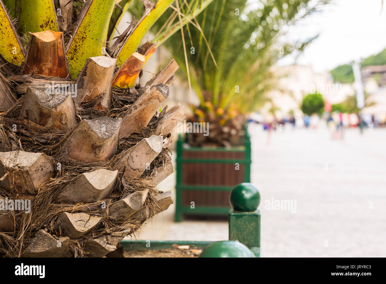 Green small palm growing in flower pot outside Stock Photo - Alamy