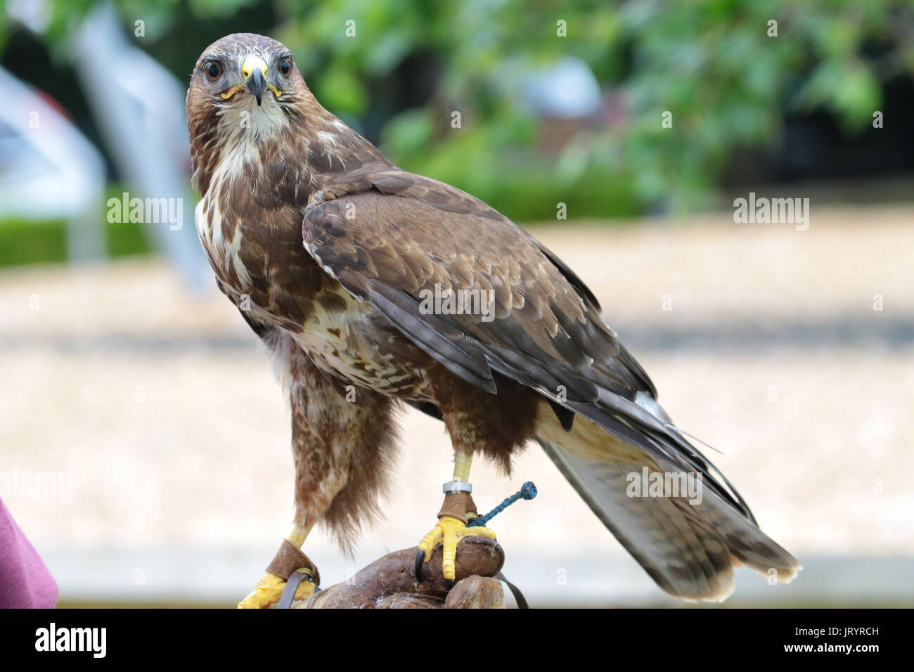 Buzzard on a gloved hand Stock Photo - Alamy
