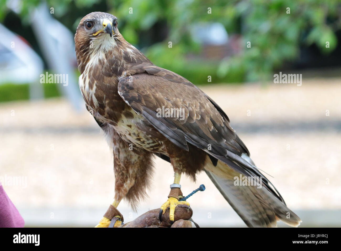 Buzzard on a gloved hand Stock Photo - Alamy