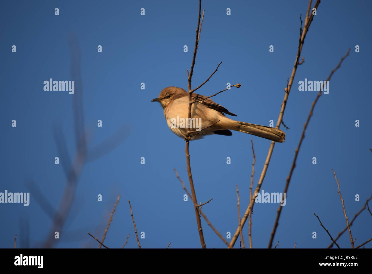 Northern mockingbird on branch hi-res stock photography and images - Alamy