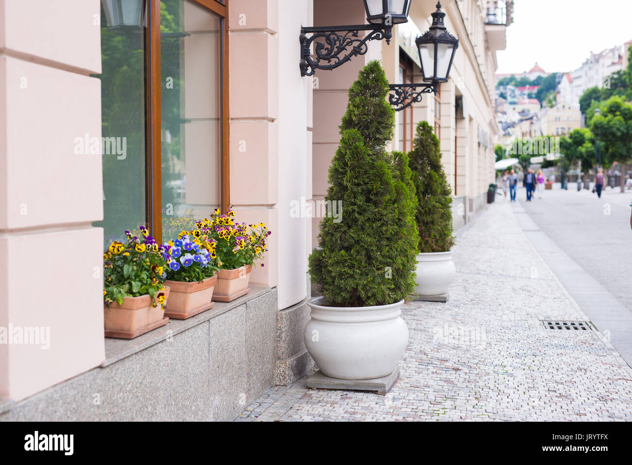 Street decorative trees in a flower pots Stock Photo - Alamy