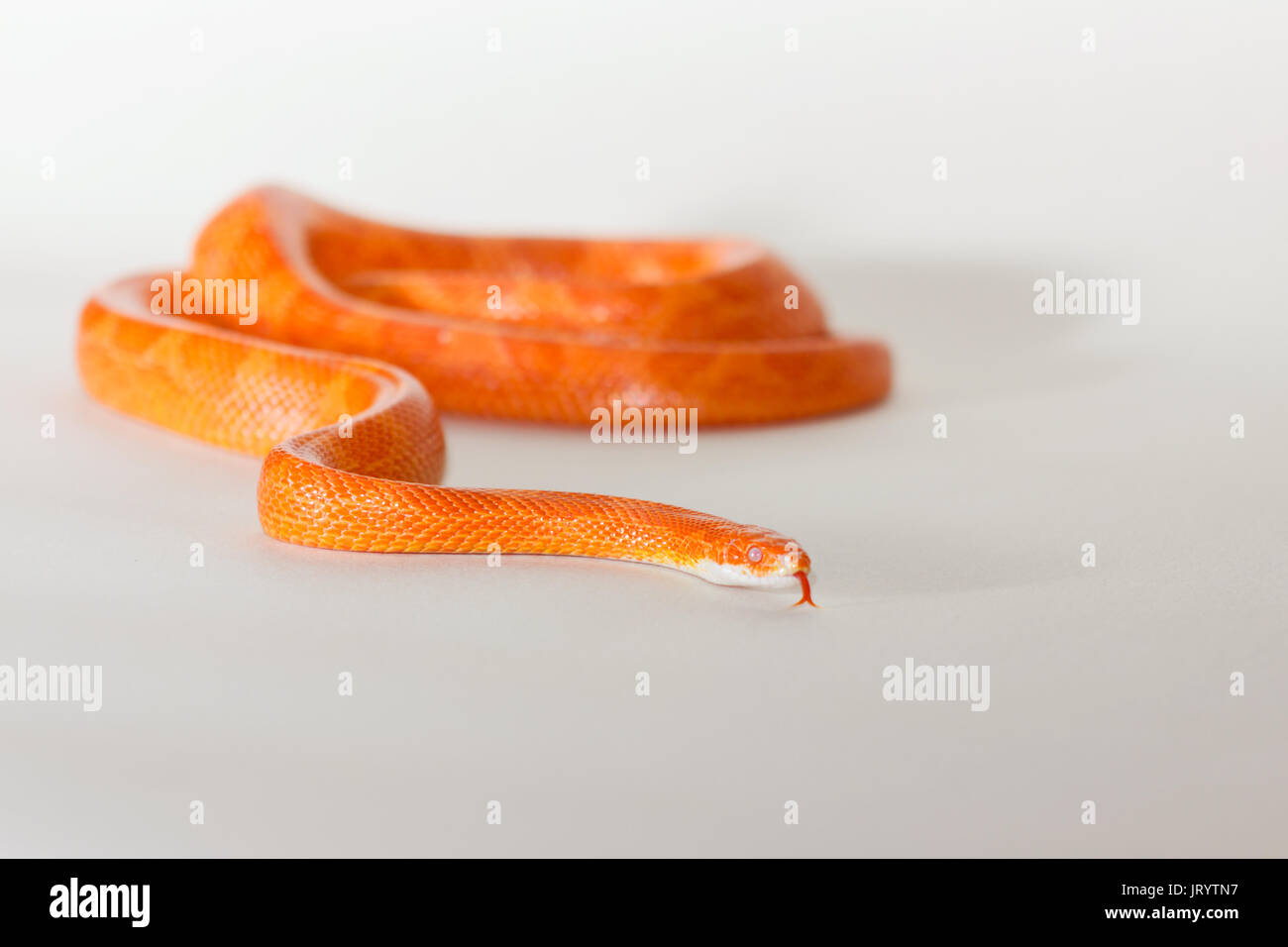 Cute corn snake female with protruding tongue on neutral background ...