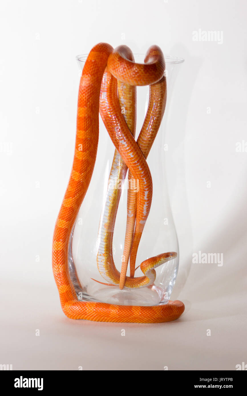 Fire Corn Snake