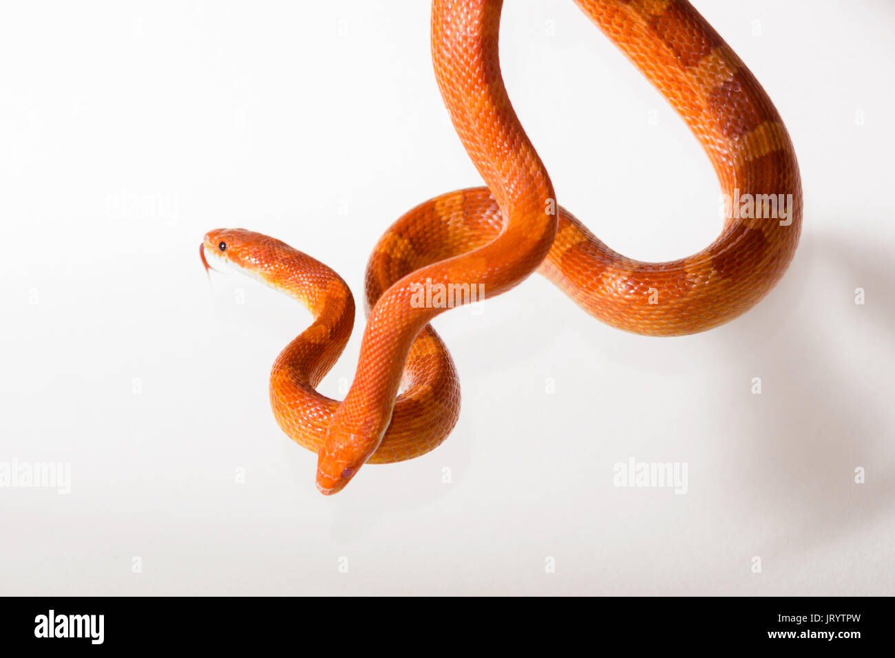 Cute corn snake female and male with protruding tongue on neutral ...