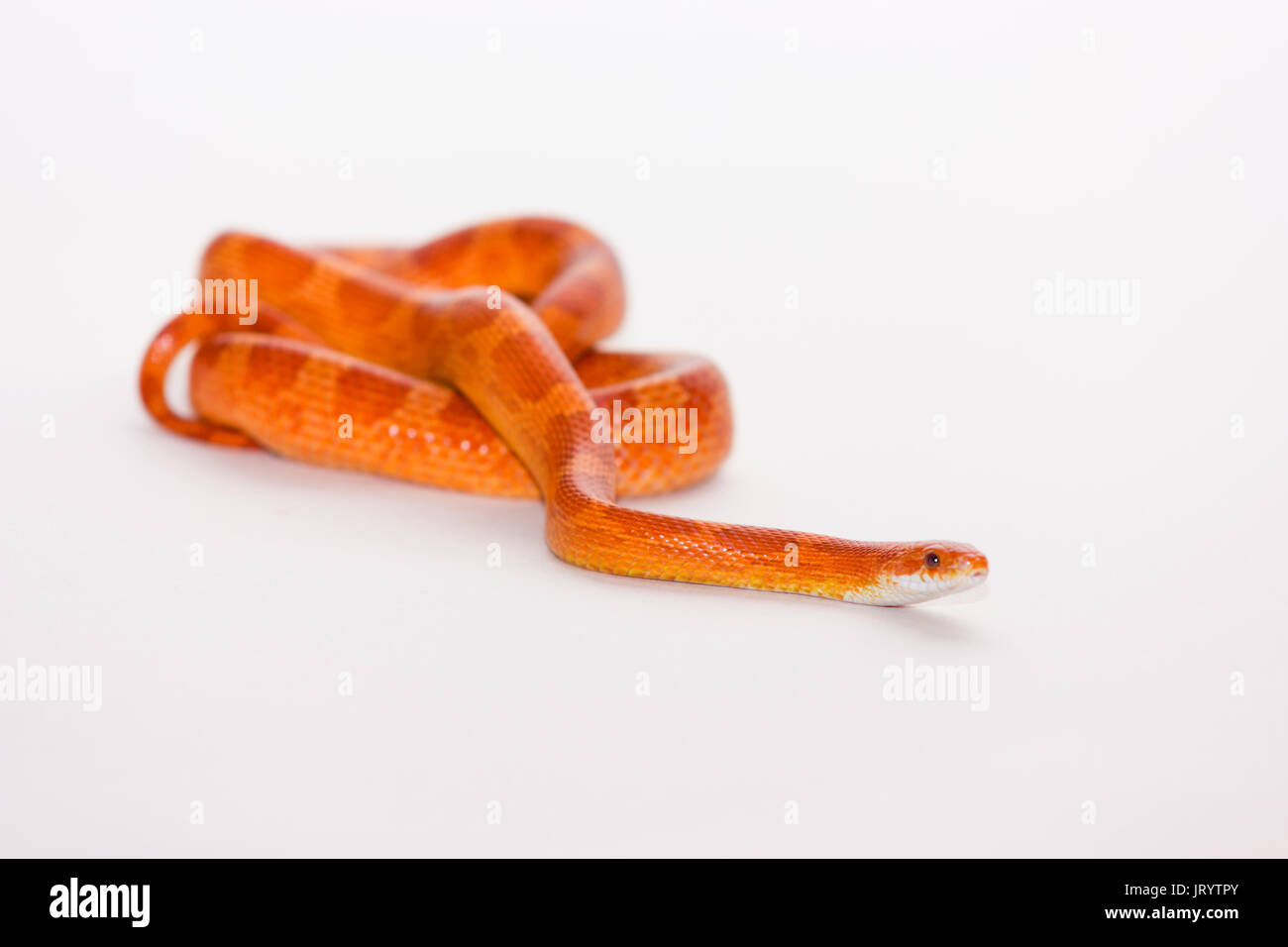 Corn snake hi-res stock photography and images - Alamy