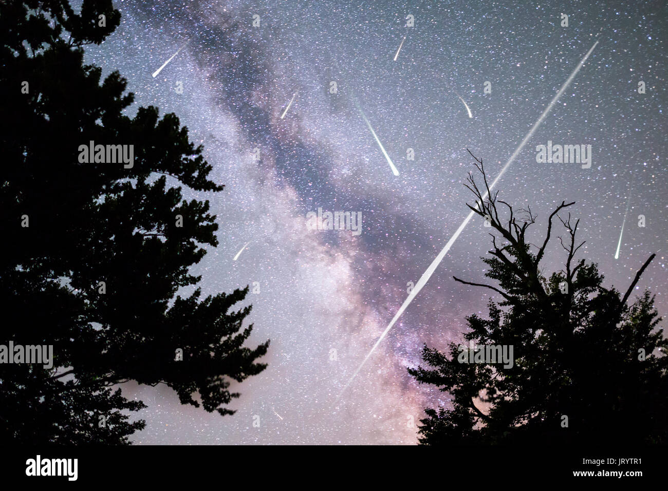 A view of a Meteor Shower and the Milky Way with a pine trees forest ...