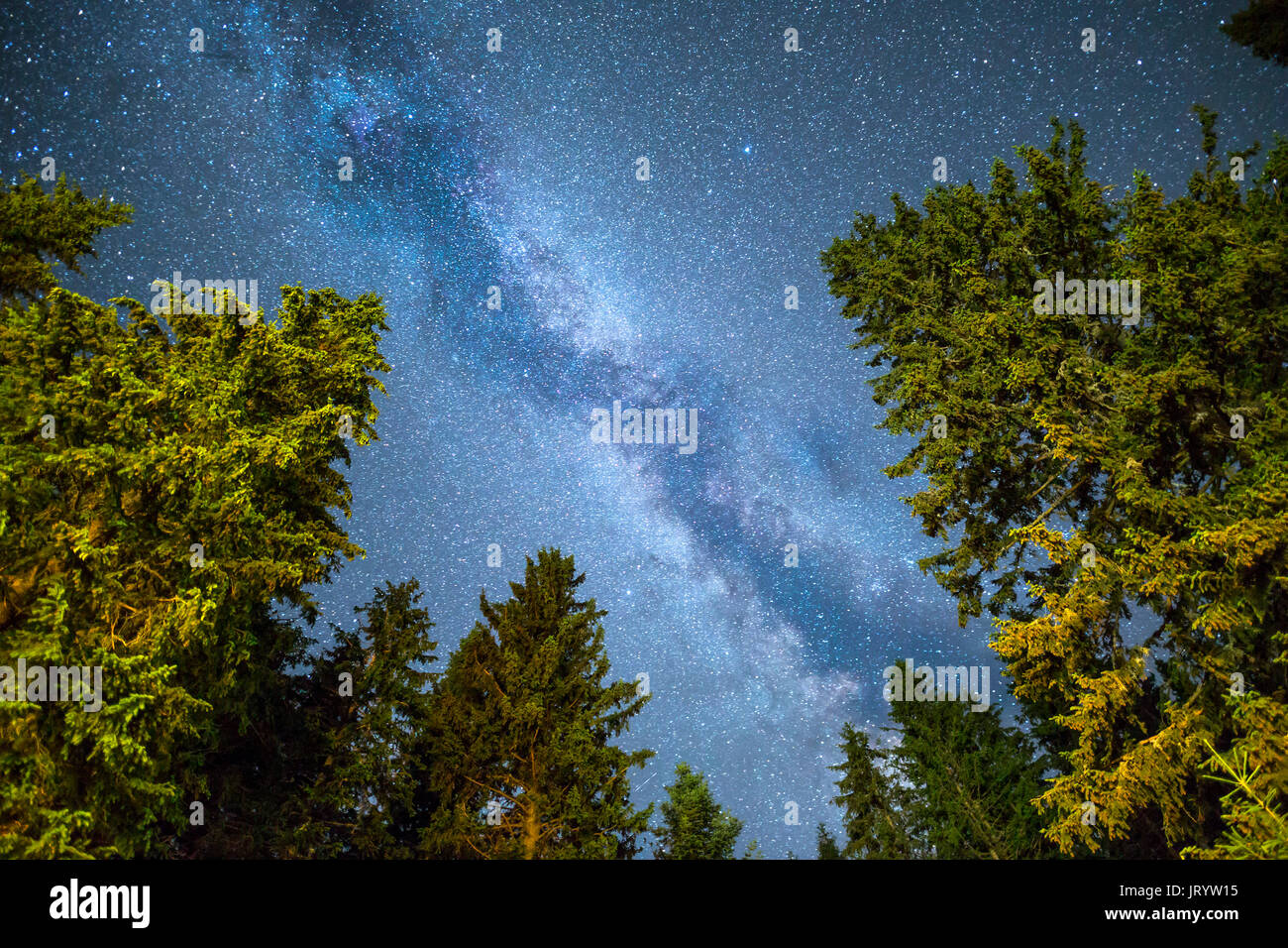 A view of a Meteor Shower and the Milky Way with a pine trees forest ...